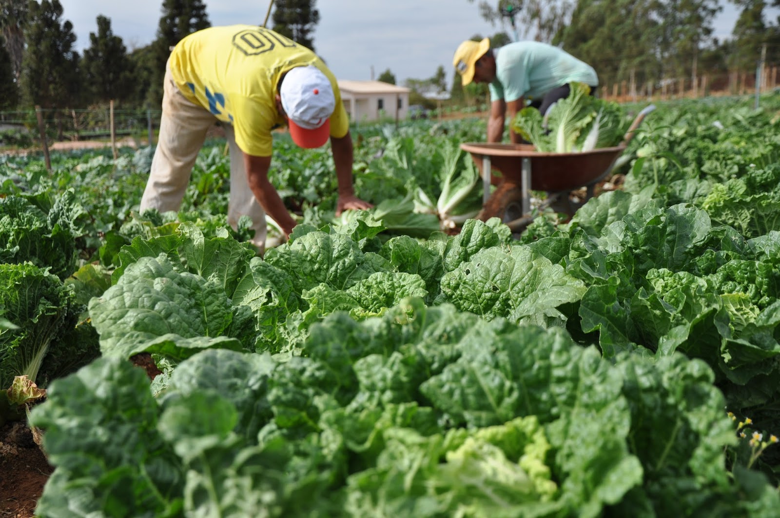 O Brasil rural em movimento: resenha de "Dinâmica econômica e o mundo ...